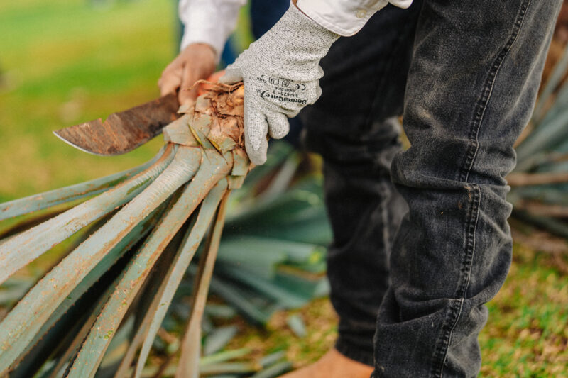 Lead the Party with Sierra – The Shot for Legendary Nights!