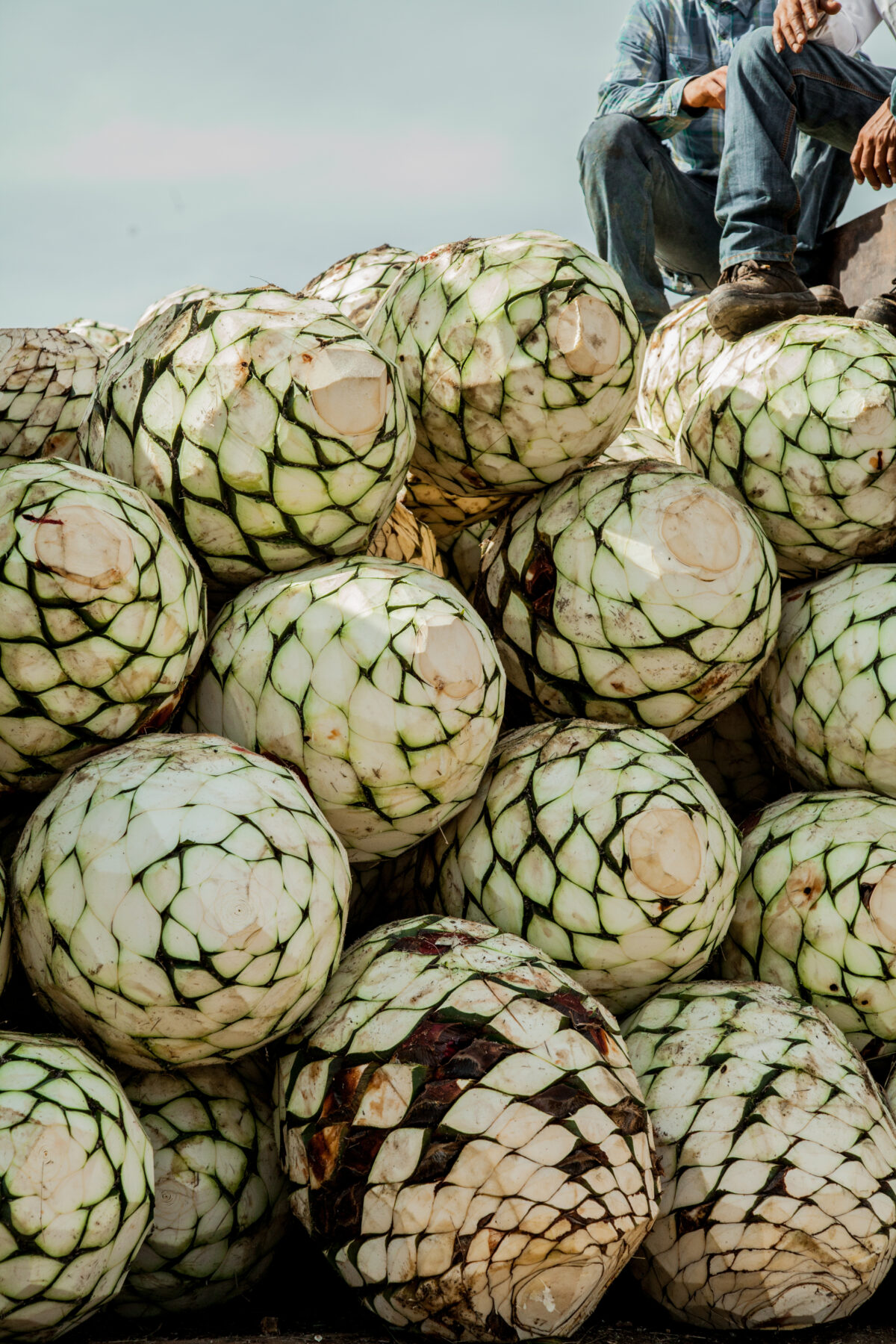 SIERRA, 100% ORIGINAL MEXICAN TEQUILA